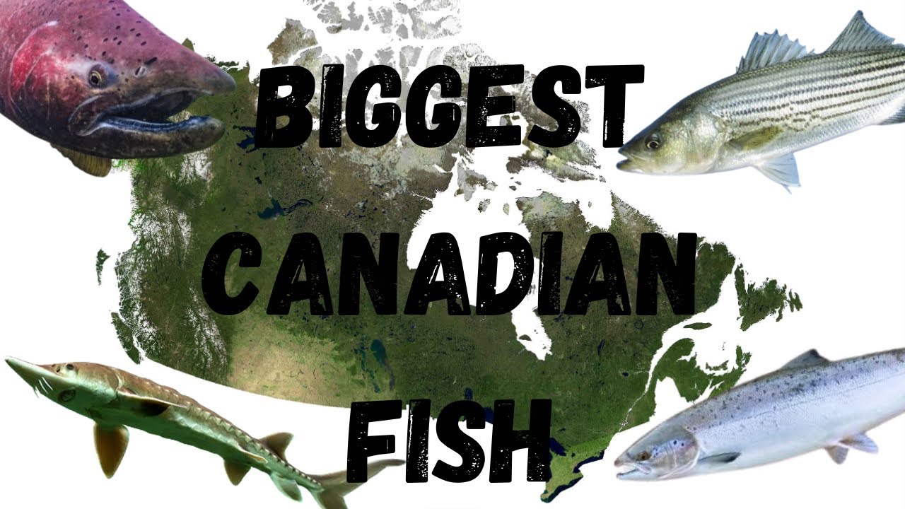 The Biggest Fish Caught In Every Canadian Province and territory (and ...