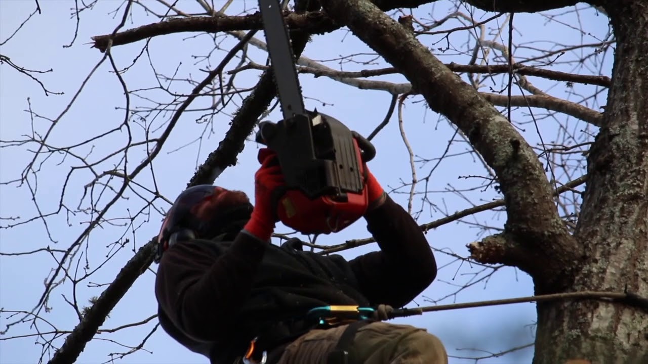 Craig's Tree Service. Full coverage of a real pro in the NC mountains ...