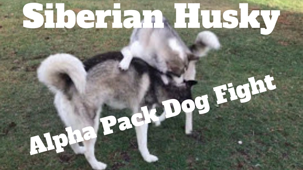 Siberian Huskies Fighting - Dog Fight - Alpha Dog - YouTube