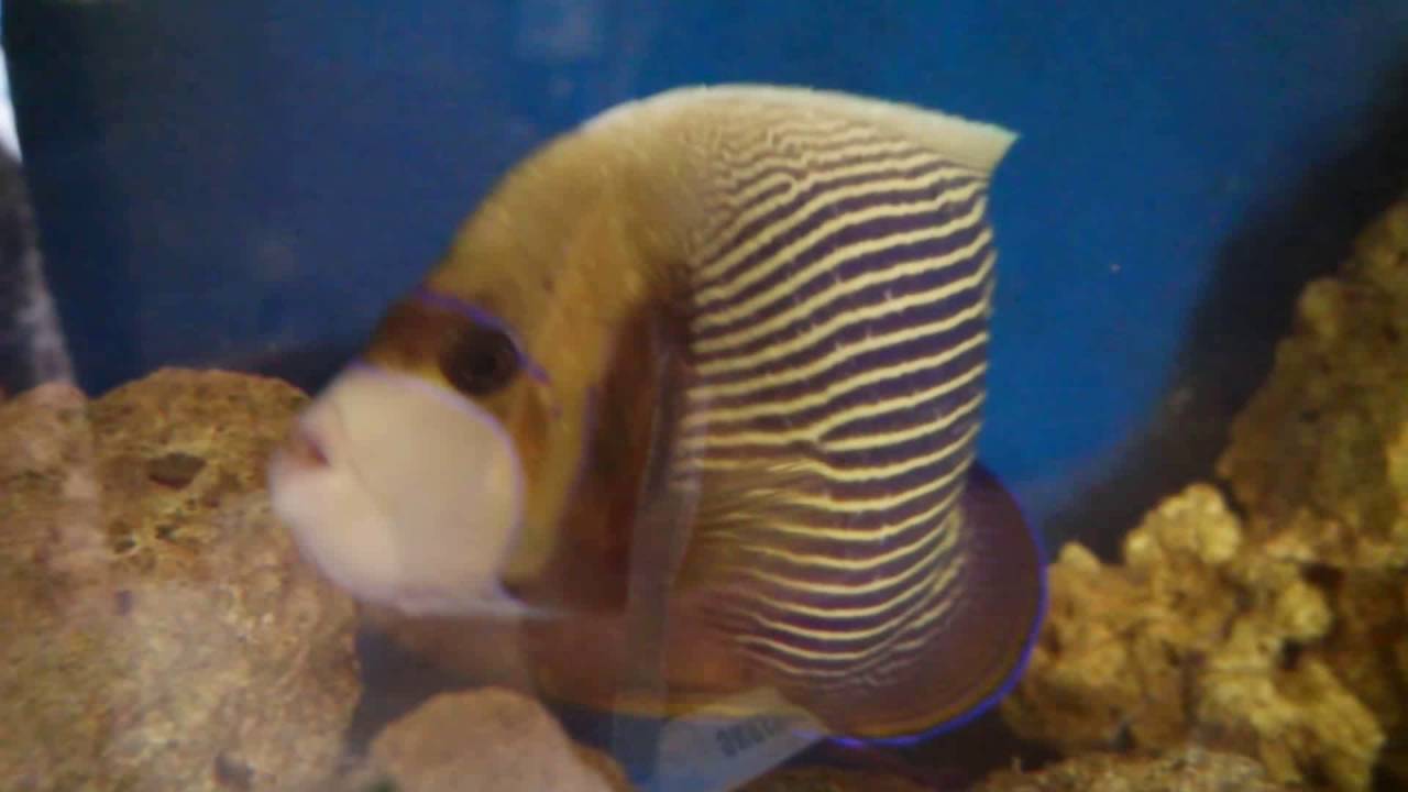 Barking Fish - YouTube