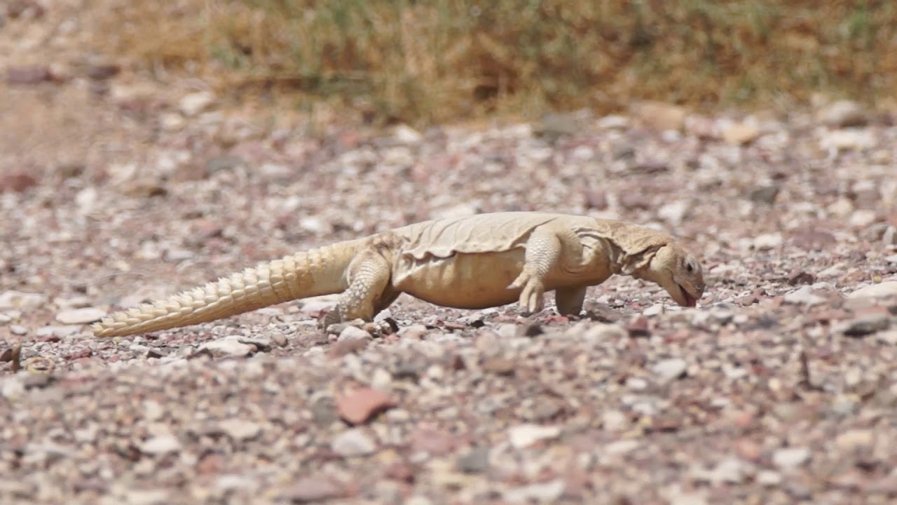 Uromastyx aegyptia foraging - YouTube