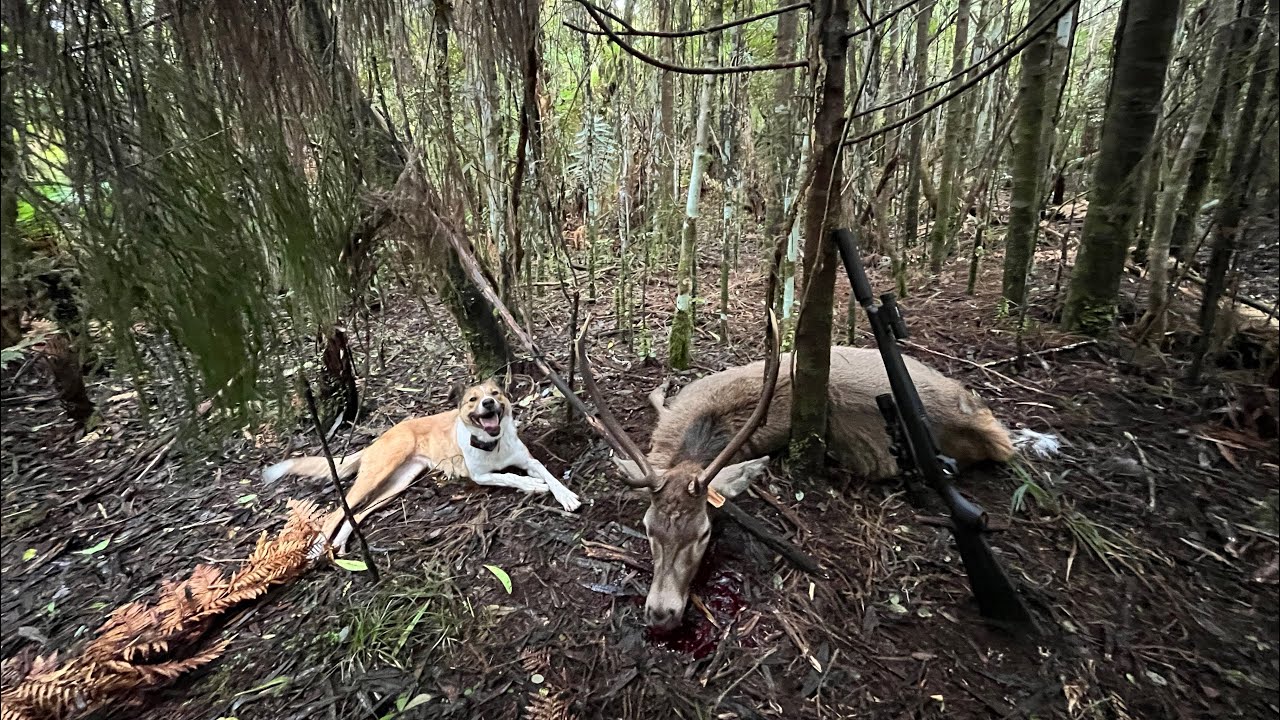 Bush hunting deer nz - YouTube