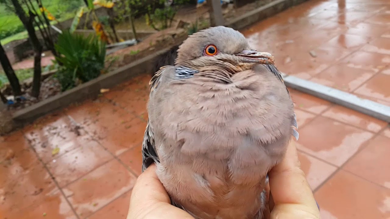ben được con chim cu đất to bằng con chim bồ câu luôn - YouTube