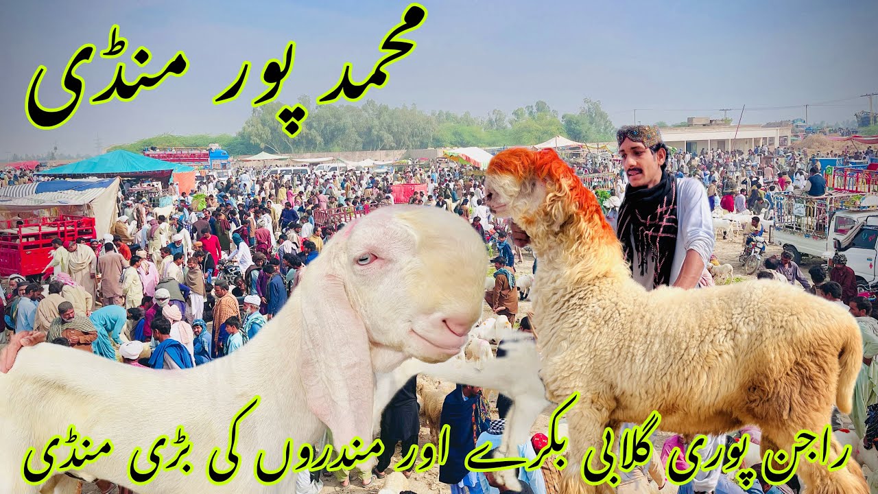 10 March 2025 Muhammad pur bakra aur Mundra Mandi ka live visit karein ...