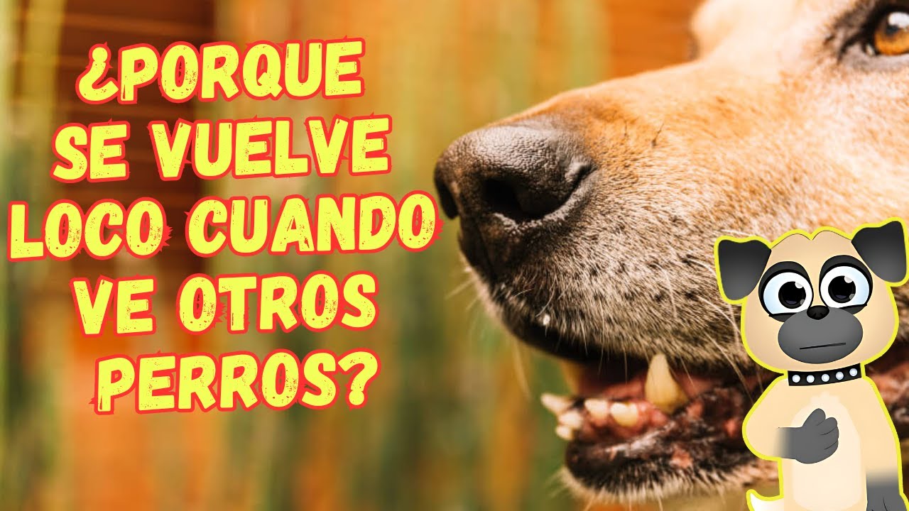 🆘 ¿PORQUE MI PERRO SE VUELVE LOCO CUANDO VE OTROS PERROS? 🆘 - YouTube