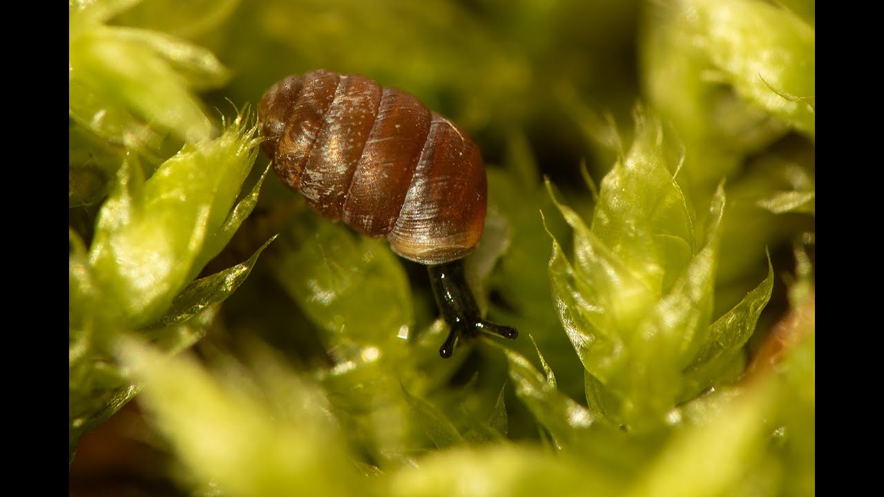 Mostonnetje Pupilla muscorum - YouTube