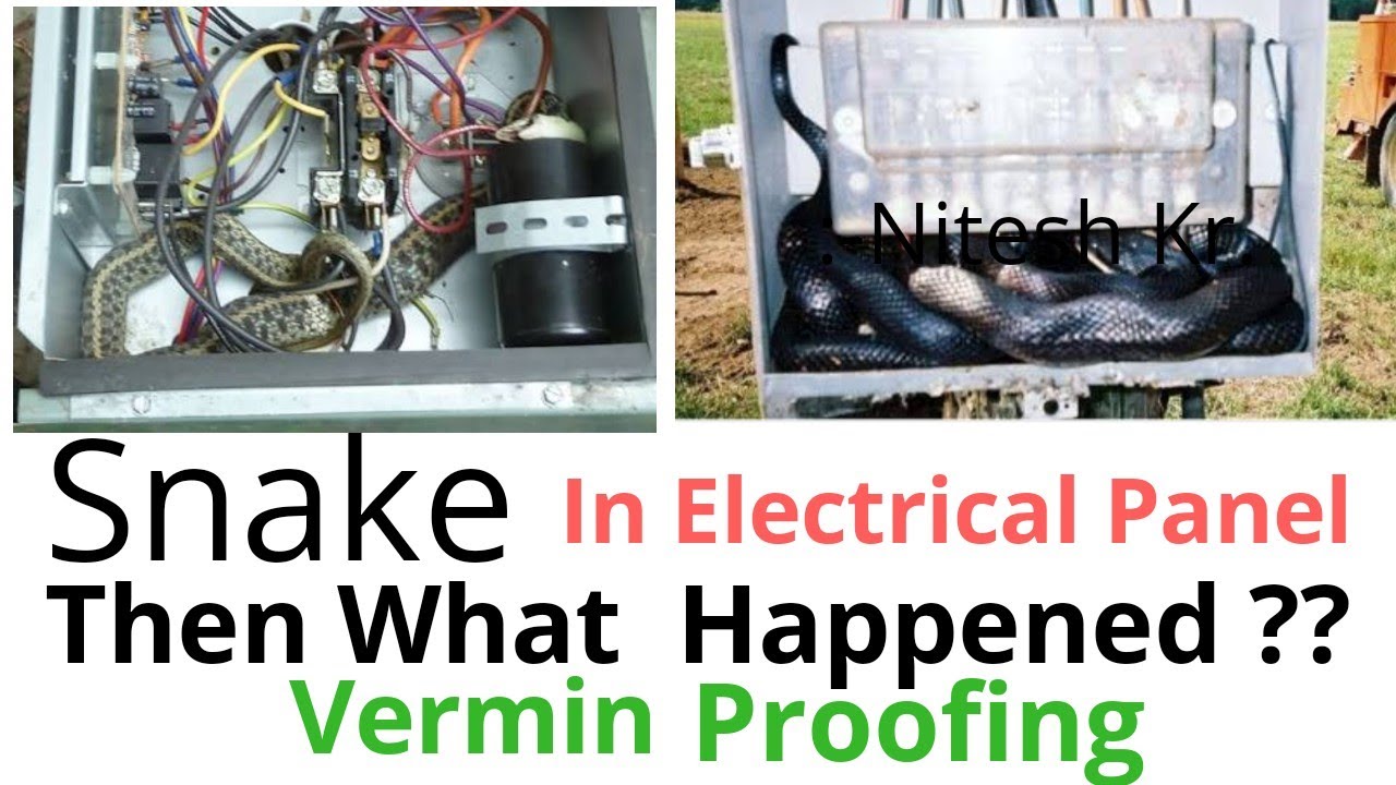 Snake in Electrical Panel at Work | Electrical Work Safety | Vermin ...
