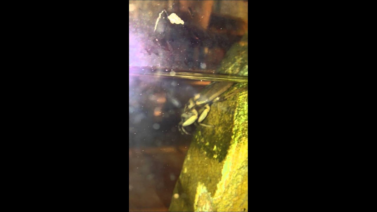Ferocious Water Bug Eats Frog #2 video - YouTube