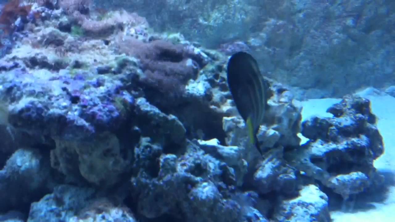 Sailfin Tang and 25" Banded Cat Shark - YouTube