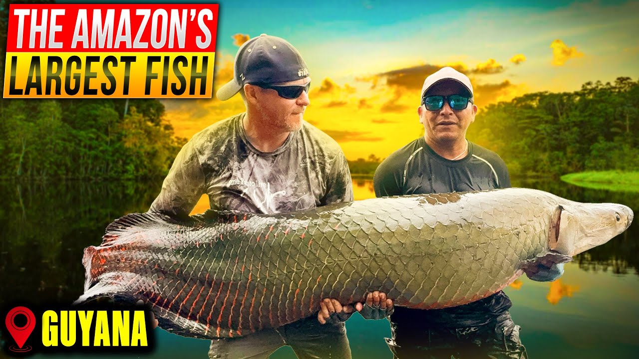 Arapaima Fishing on the Essequibo River | Catching Monster Fish in ...