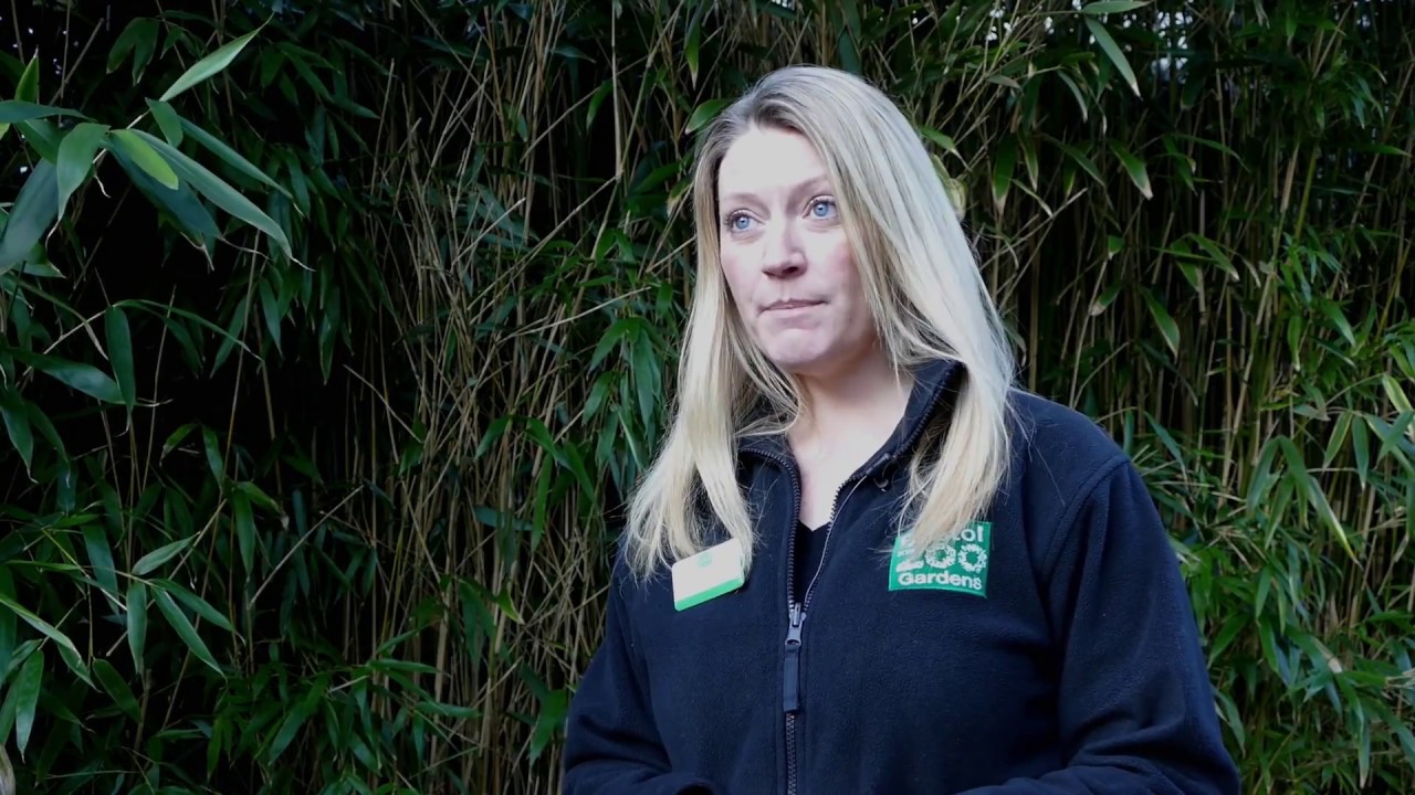 Zoo Cast UK 4 Celebrations and conservation - YouTube