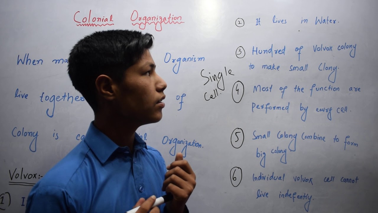 What Is Colonial Organization YouTube What Is Colonial Organization YouTube