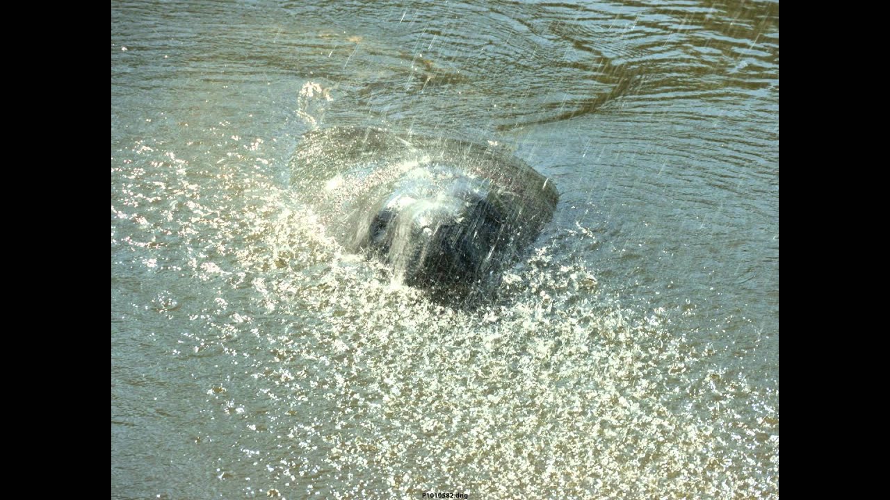 Manatee Drinking - YouTube
