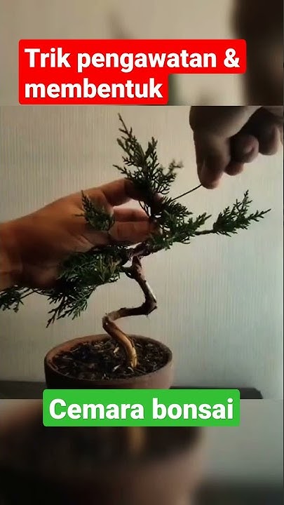 CARA MEMBENTUK BONSAI CEMARA #shorts #bonsai #diy #indonesia #viral #tutorial #fyp #cemara - YouTube