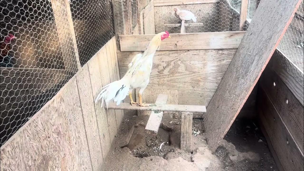 Qaib tham pem ua si - YouTube