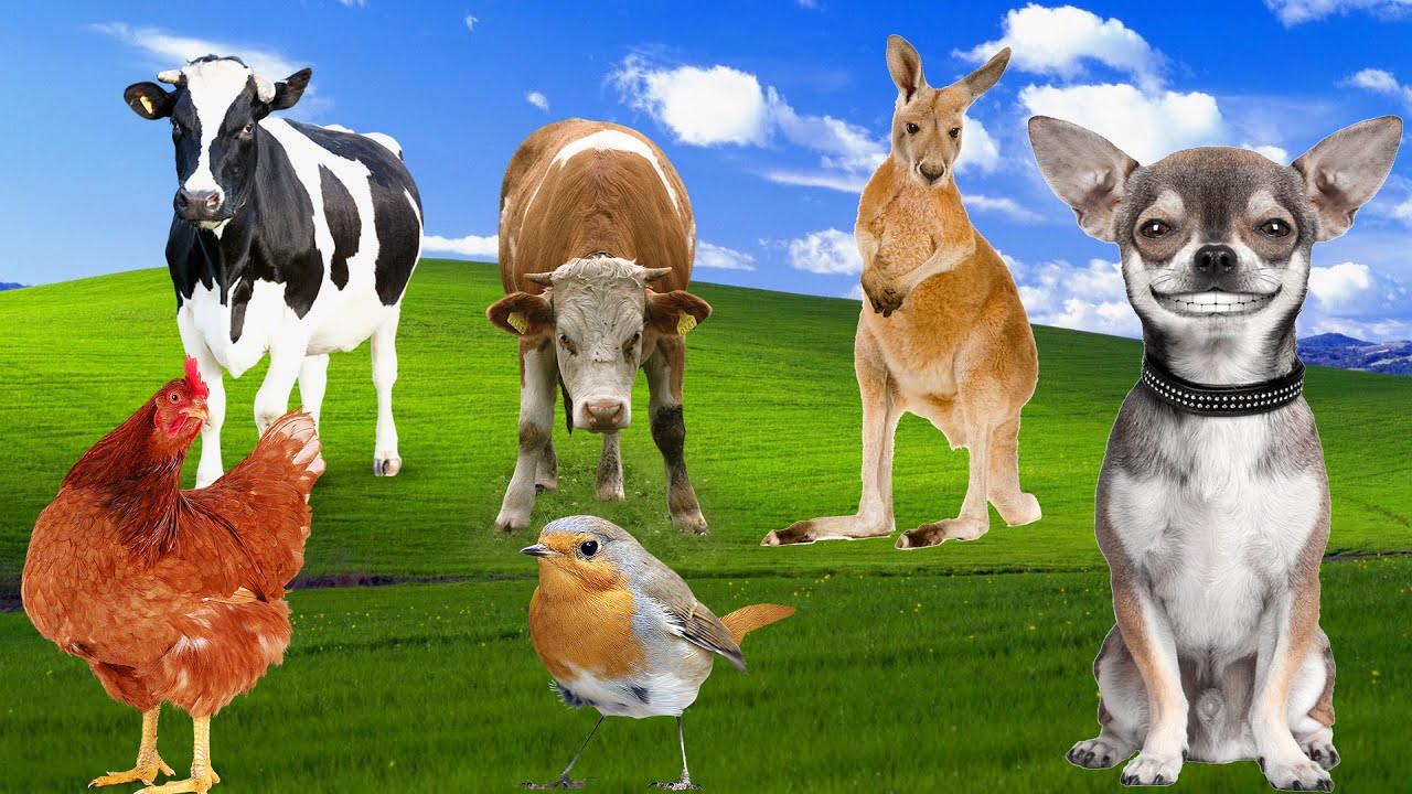 Running speed of animals - cow, dog, cat, tiger, leopard, snake, dog ...