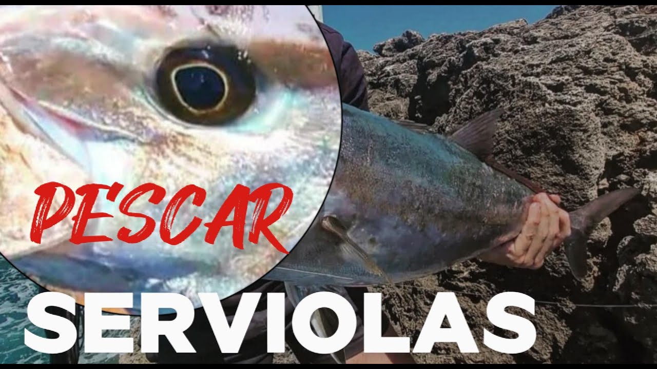 SEÑUELOS y CLAVES para pescar SERVIOLAS // Desde MI EXPERIENCIA ...