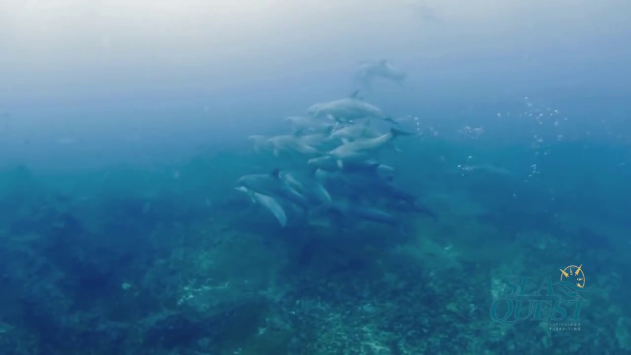 Spearfishing in South Africa and Mozambic - YouTube