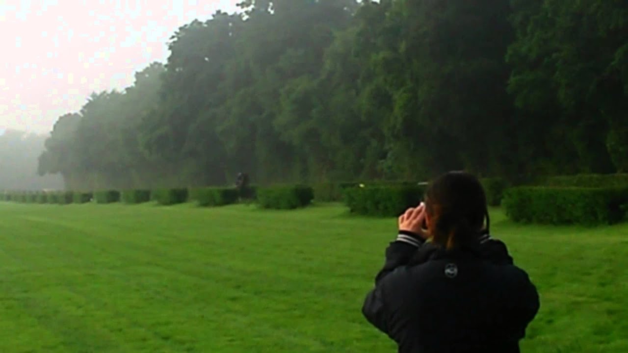Treve on the gallops at Chantilly - YouTube