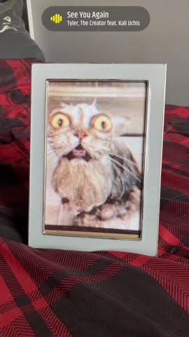 Exciting Cat Video! #meme #fyp #funny #cat #tylerthecreator #rap #music ...