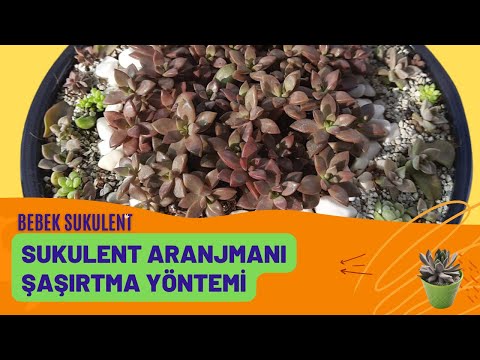 SUKULENT ARANJMANI /ŞAŞIRTMA YÖNTEMİ /BEBEK SUKULENT