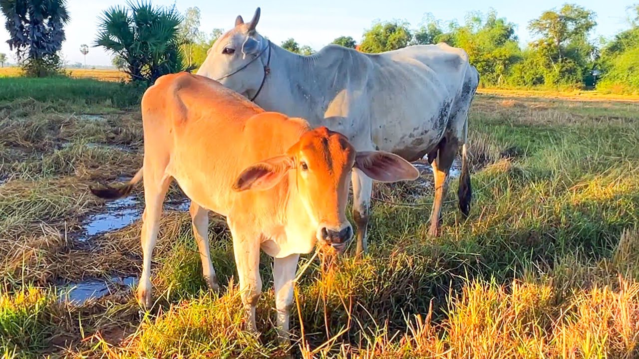 The two month old calf looks adorable - YouTube