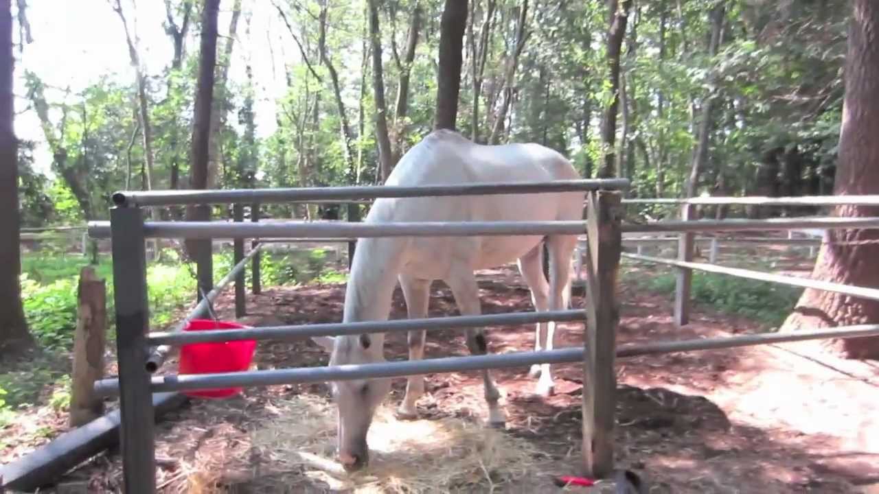 Visit To A Horse Ranch In Japan - Day 96 - YouTube