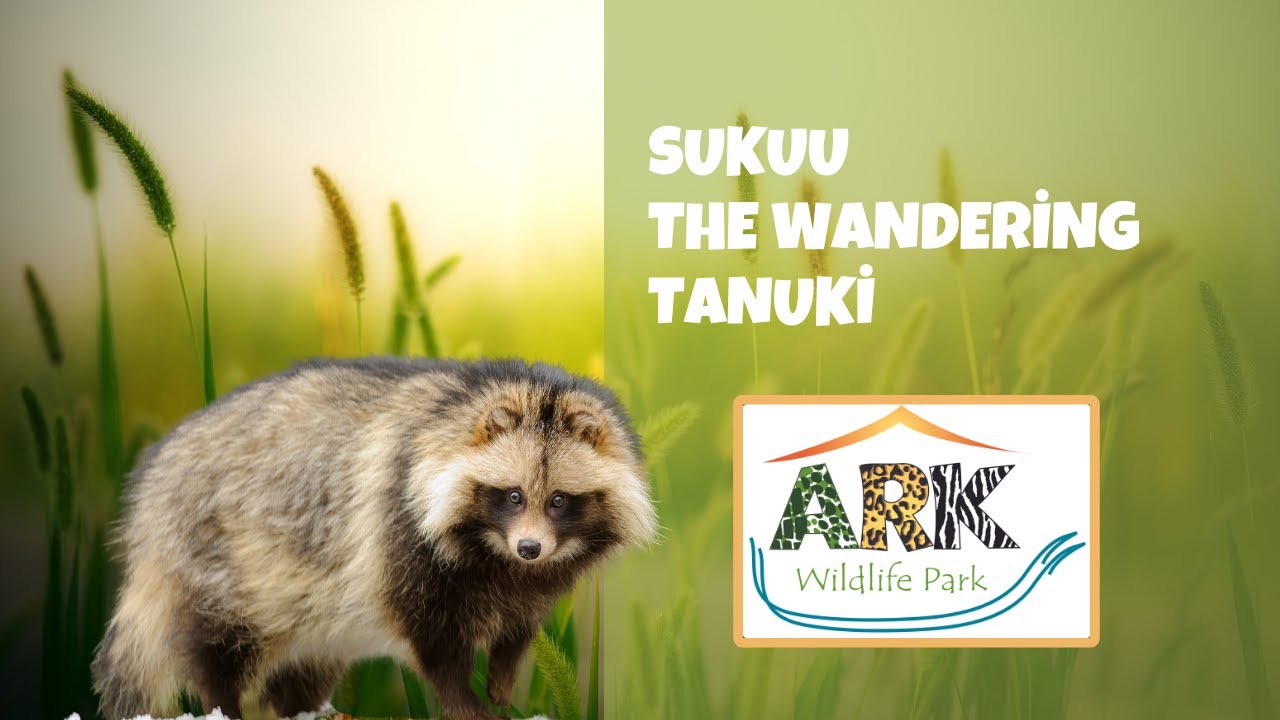 Rescuing Japanese raccoon dogs and Sukuu, the wandering Tanuki # ...
