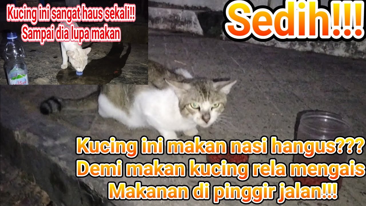 ASTAGHFIRULLAH ‼️ kucing ini makan nasi hangus sisa sisa orang yang di ...