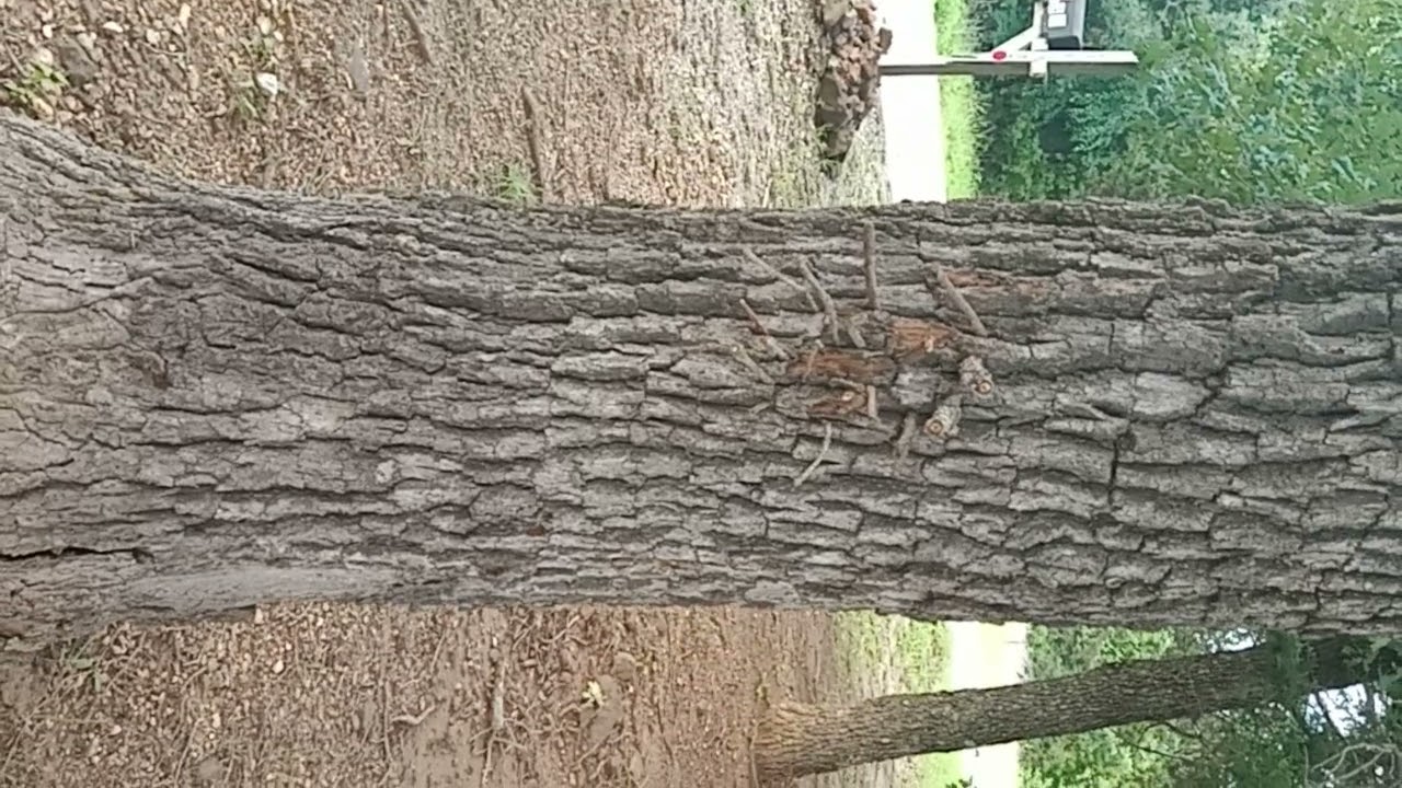 There was random sticks in the tree?? - YouTube