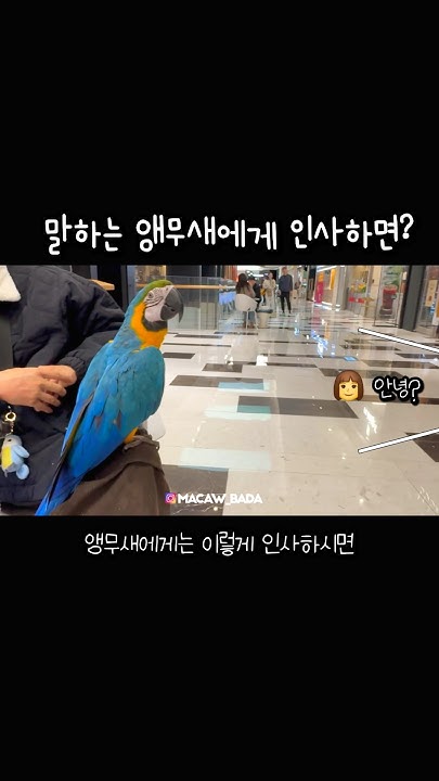 앵무새에게 인사를 하면 파파고 앵무새 반응은 앵무새 Youtube