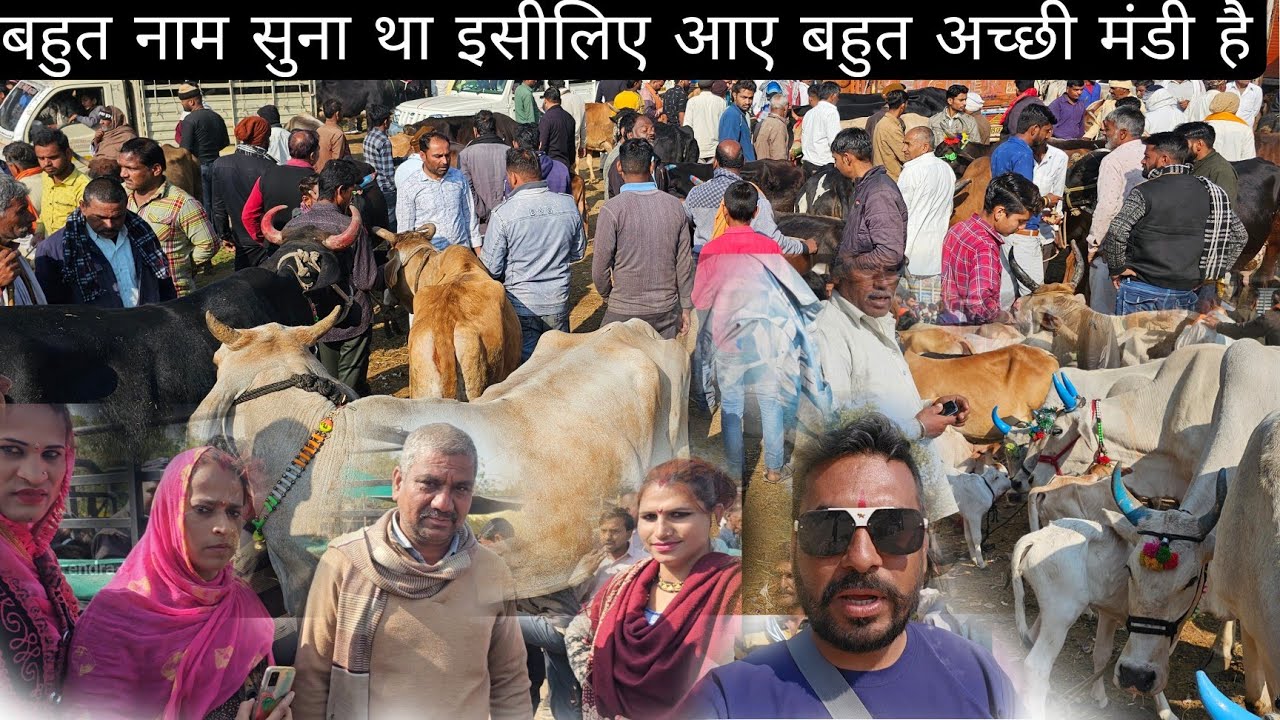 सस्ती गाय यहां से खरीदें #depalpur mp भारत का फेमस गाय बाजार dairy ...