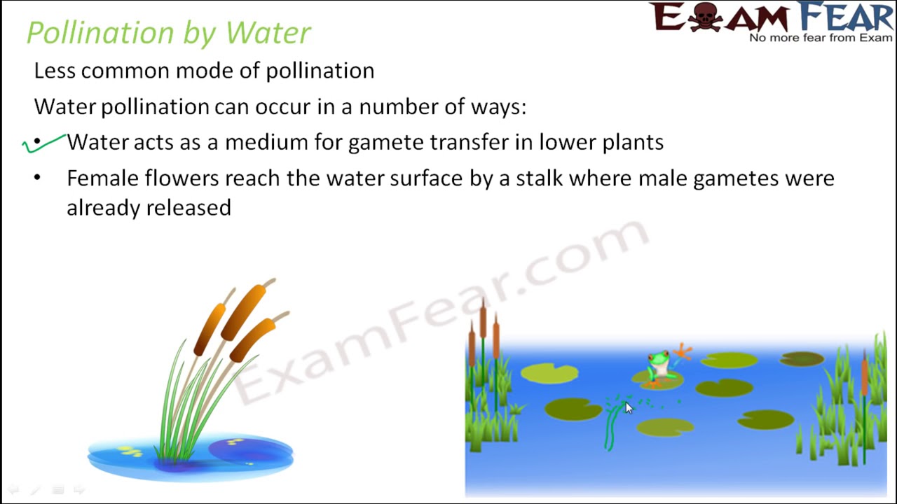 Biology Sexual Reproduction in Plants part 11 Pollinating agents Wind ...