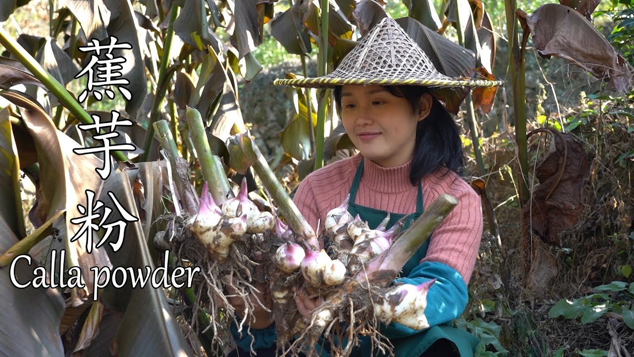 蕉芋粉，天然果冻的好食材，你吃过吗？Calla powder, a good ingredient of natural jelly ...