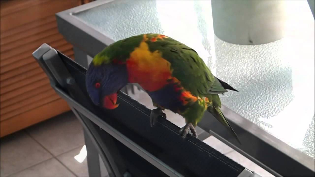 Funny Wild Rainbow Lorikeet Bird Dancing - YouTube