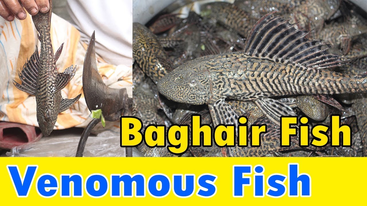 VENOMOUS FISH - Unique Fish in the Word | Baghair Fish | Jtv Production ...