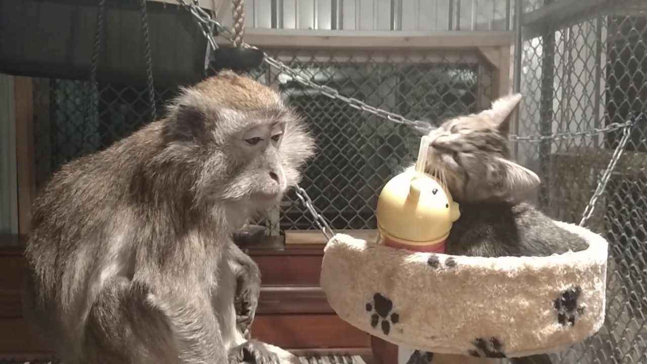 Monkey Destroys Remote Then Plays Slap Kitty - YouTube