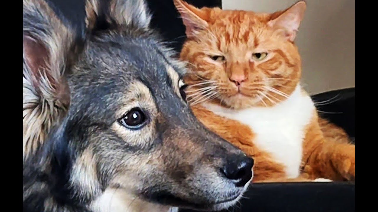 FUNNIEST Dog, Cat and Animal Videos of 2025 You'll Ever See 😸🐶 - YouTube