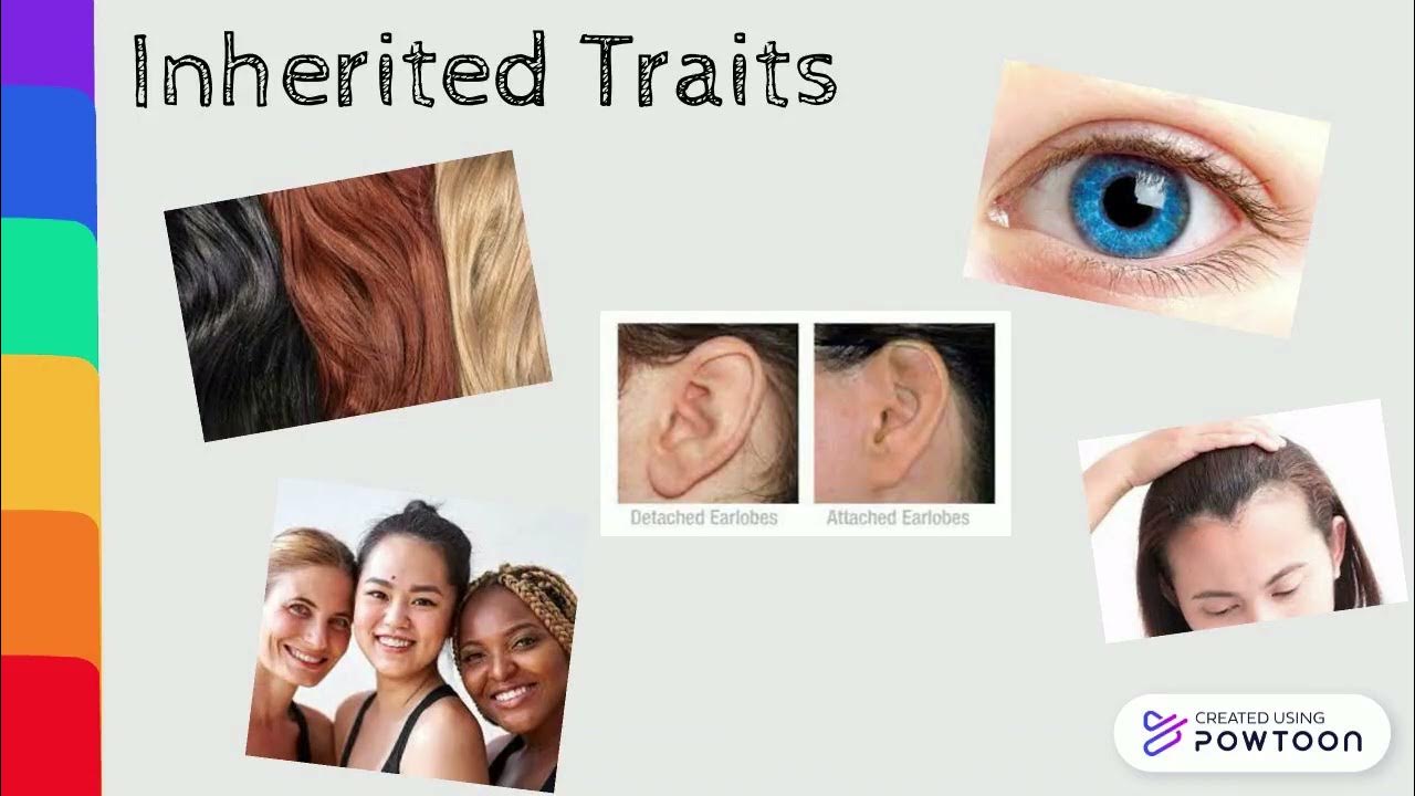 Inherited Traits vs. Acquired Traits-K.G. - YouTube