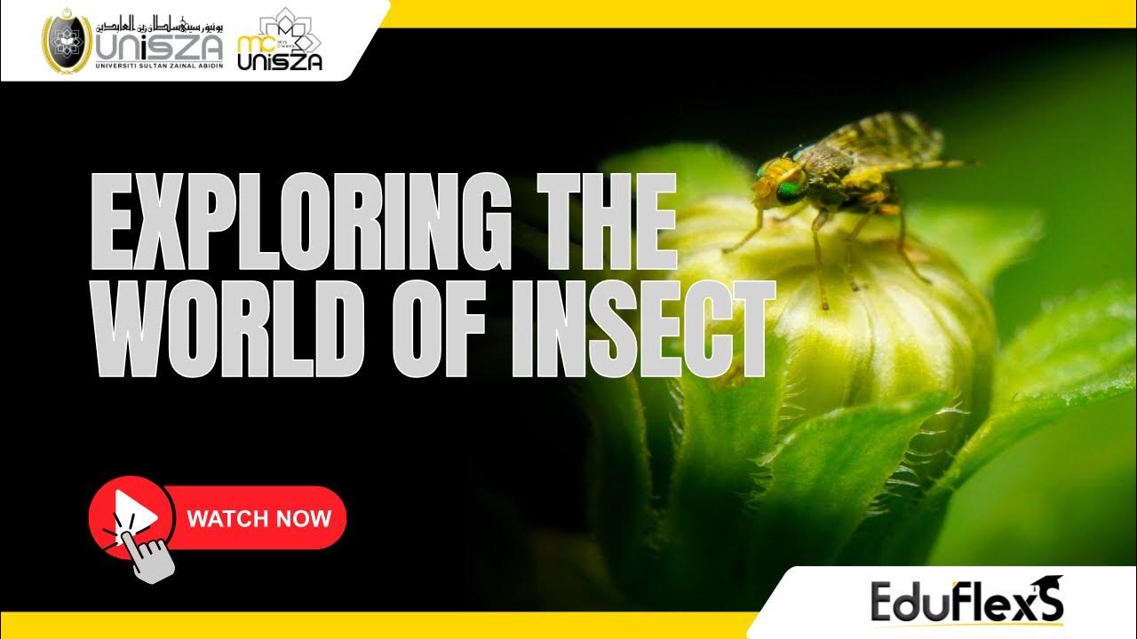 Exploring The World of Insect - YouTube