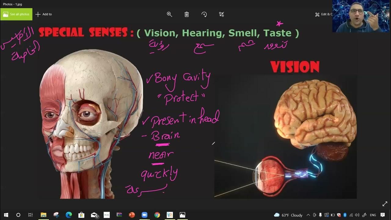 Vision Physiology-1 د/ الشريف - YouTube