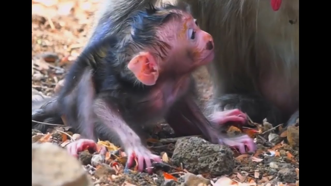 Little baby monkey scream at her mother while mother want to feed the ...