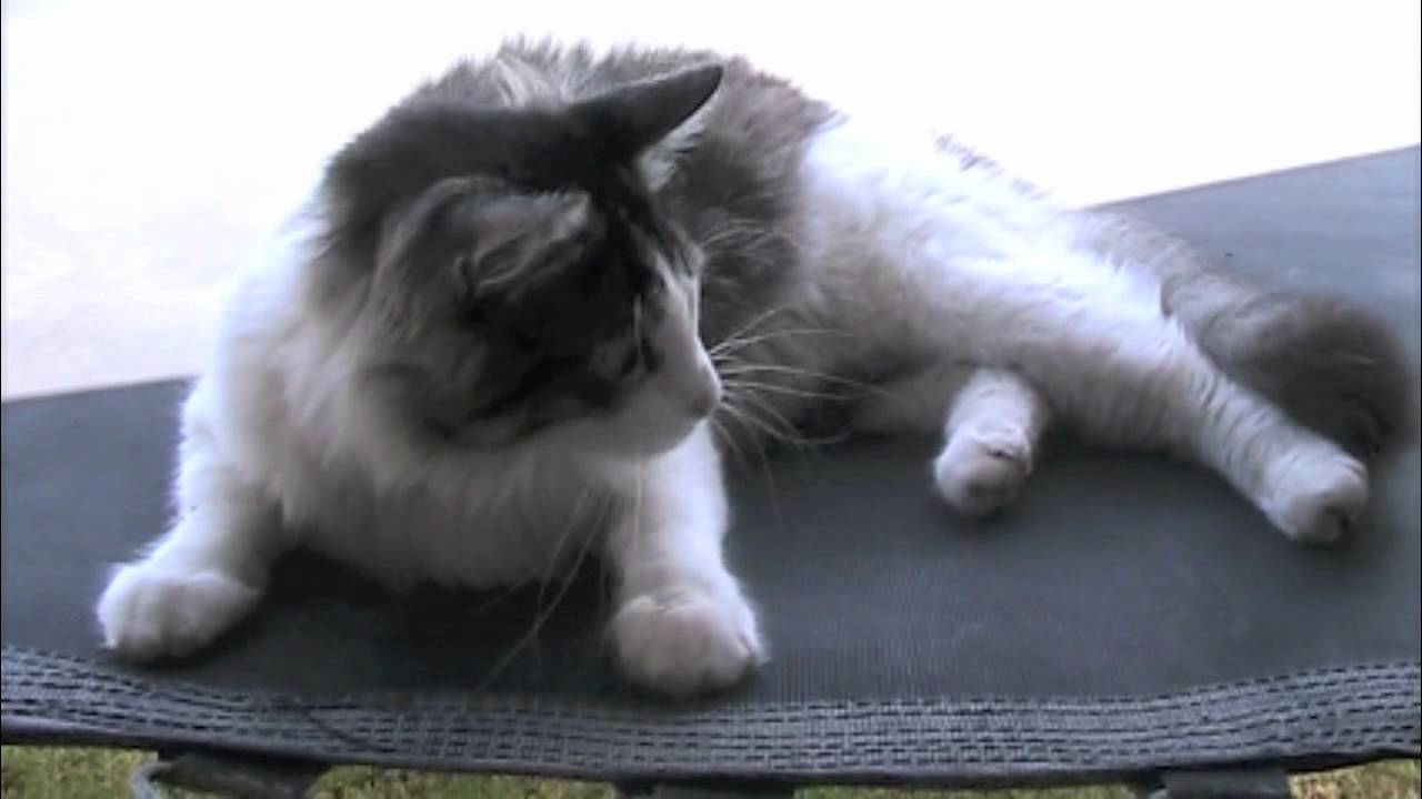 Mac the Cat - YouTube