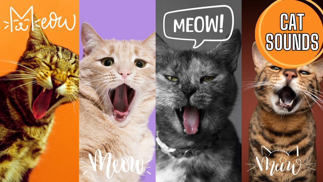 CAT SOUNDS FOR KIDS | Dive into the Wonderful World of Cat Breeds ...
