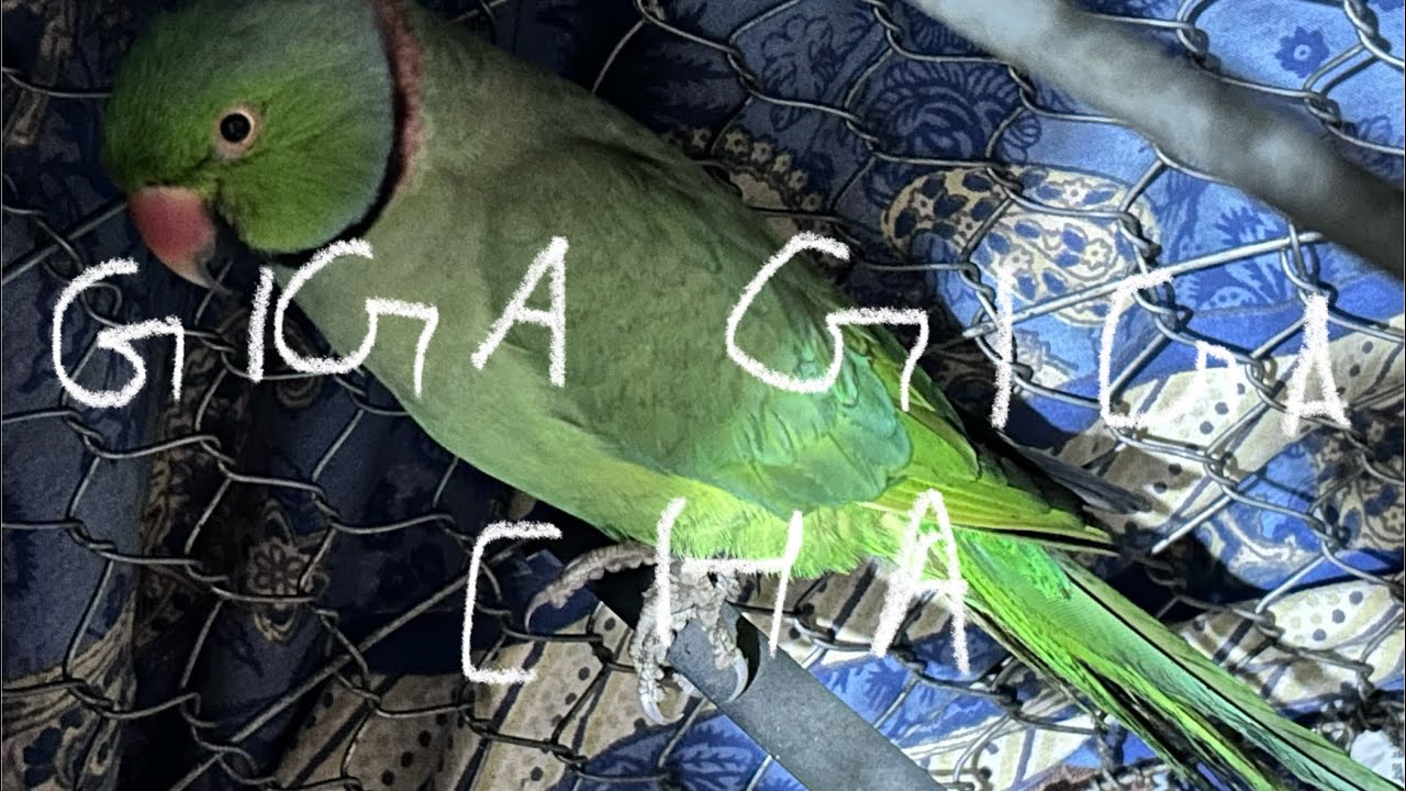 Giga giga cha official song - YouTube