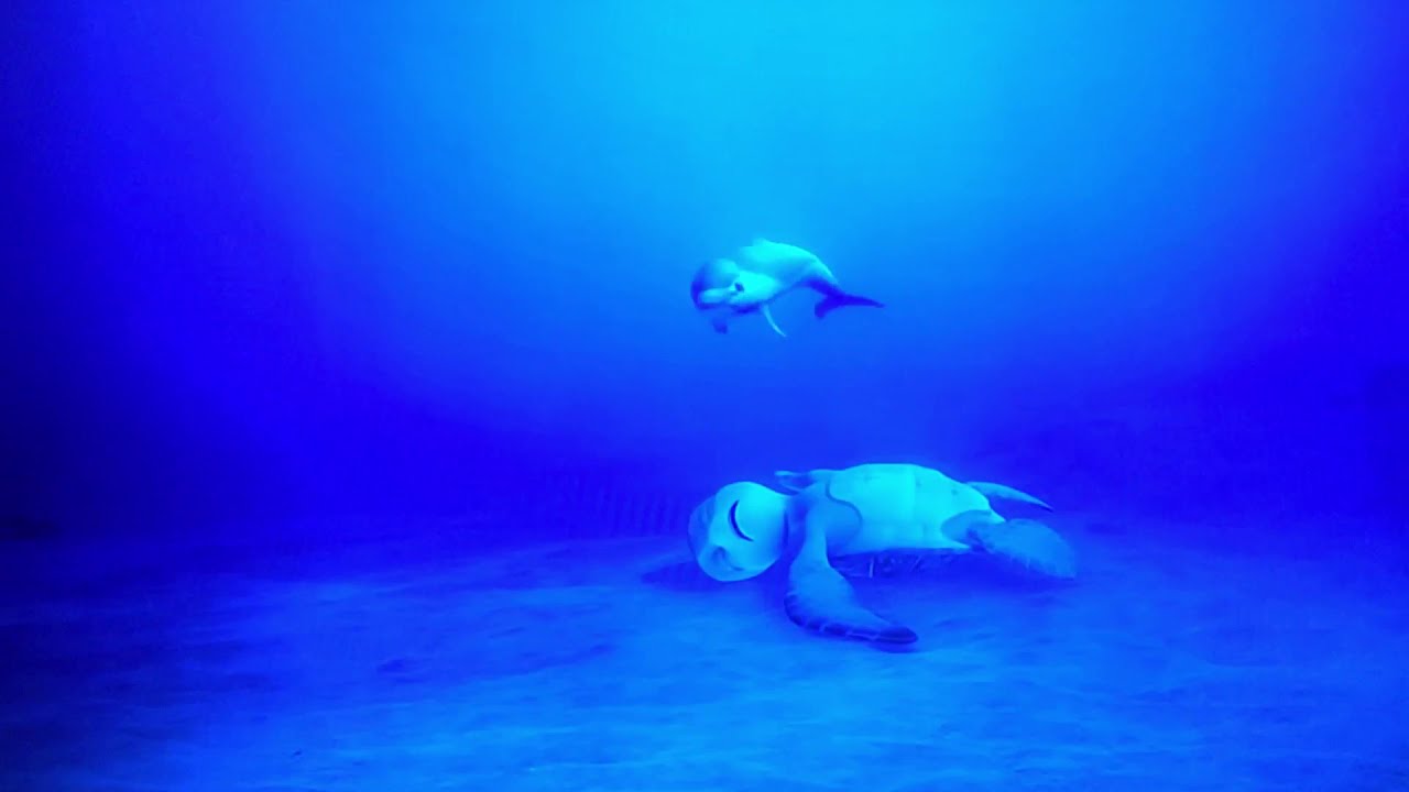 A Turtle’s Tale - Dolphin Scene - YouTube