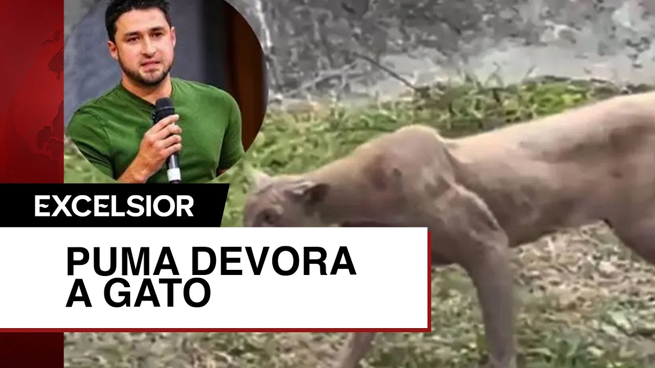 'Tiene sarna' el puma captado en VIDEO en NL devorando a un gato - YouTube