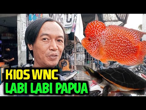 GOKIILLS..!!! HARGA LABI LABI PAPUA || IKAN LOUHAN || KIOS WNC - YouTube