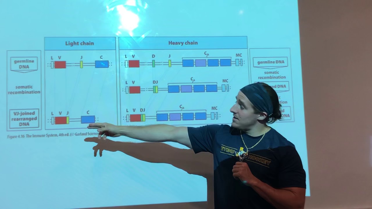 Garvie antibody and Ig structure and function - YouTube