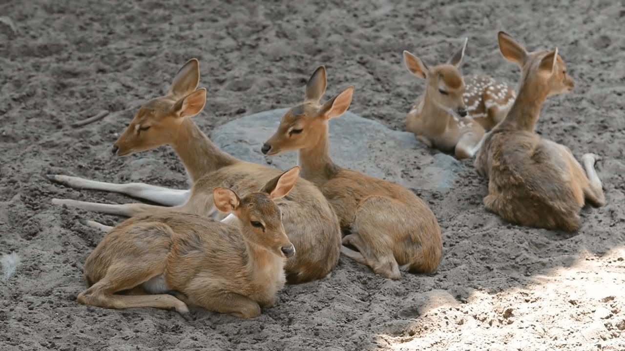 Beautiful Wildlife Family time | Wildlife Animals With Their Family ...